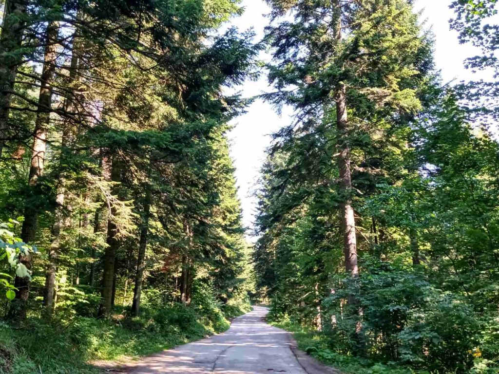 DANAS JE MEĐUNARODNI DAN ŠUMA – Zapadna Srbija